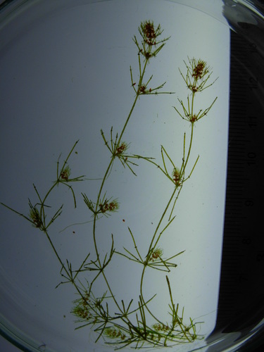 Lamprothamnium australicum · iNaturalist