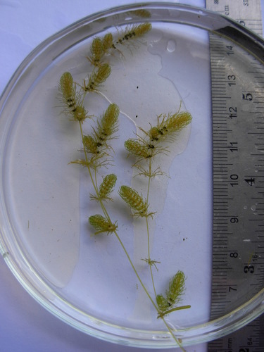 Lamprothamnium capitatum · iNaturalist