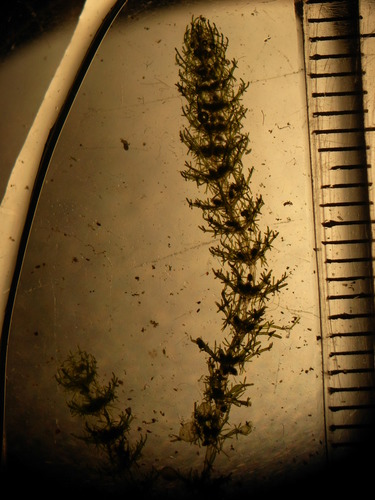 Lamprothamnium coorongense · iNaturalist