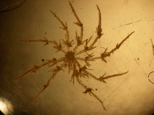 Lamprothamnium heraldii · iNaturalist