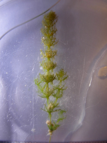 Lamprothamnium macropogon · iNaturalist