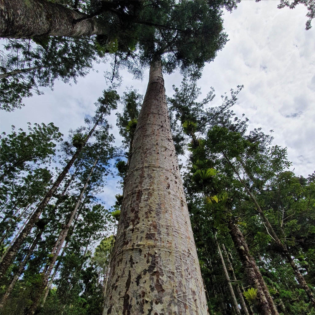 Queensland kauri from Fraser Island (K'gari) QLD 4581, Australia on April 24, 2022 at 12:23 PM ...