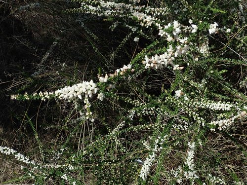 Cryptandra armata · iNaturalist