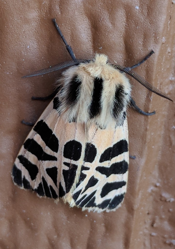 Apantesis hewletti (Field Guide to Spark Invertebrates) · iNaturalist