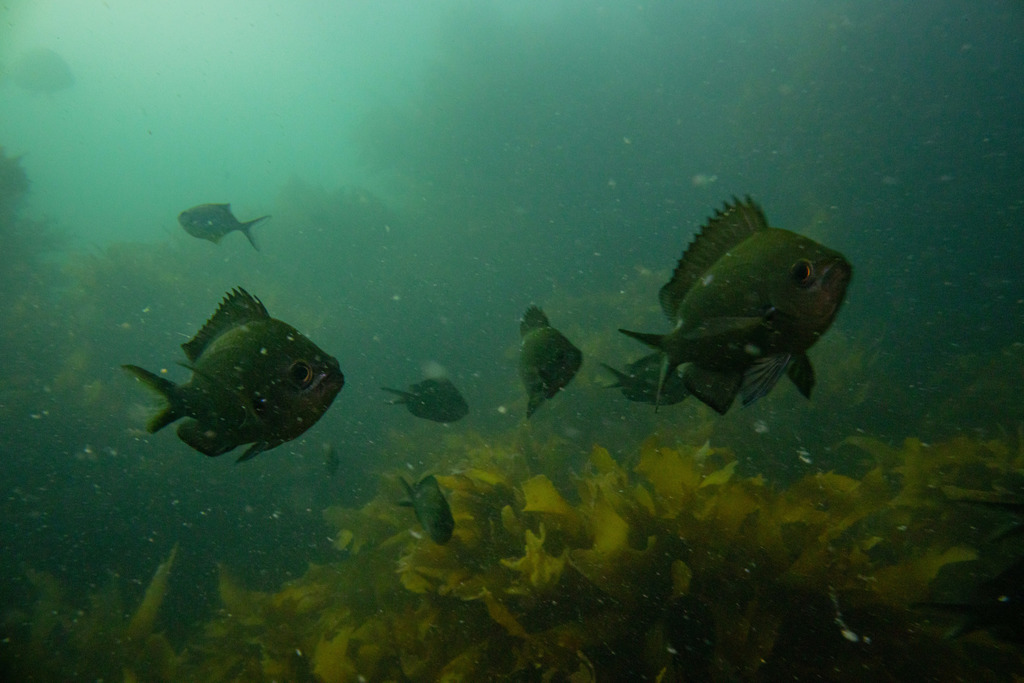 New Zealand Demoiselle from Waikato, New Zealand on April 26, 2022 at ...