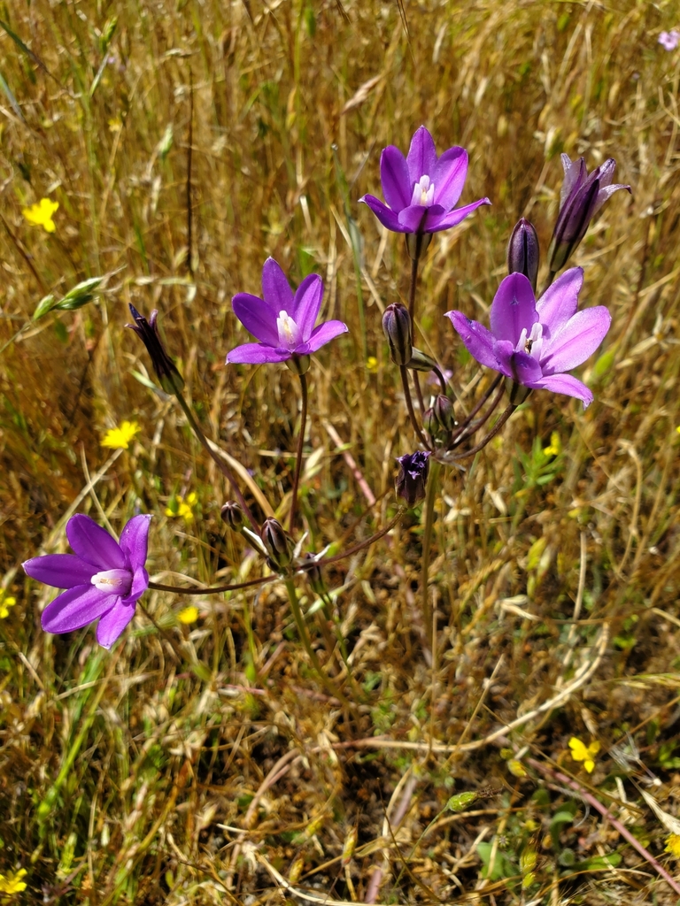 crown brodiaea from Lincoln, CA, USA on April 27, 2022 at 12:34 PM by ...