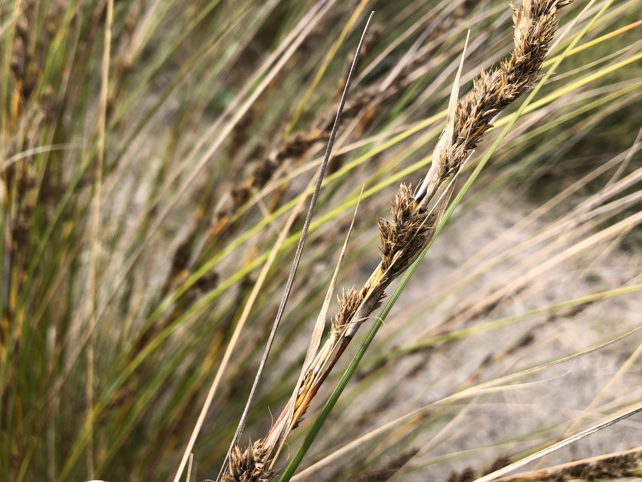 Gahnia filum (Labill.) F.Muell.
