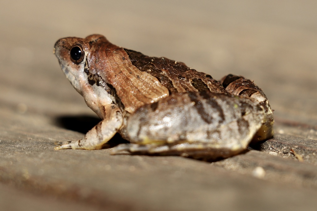 Beautiful Pygmy Frog from 幽兰路, 深圳市, 广东省, CN on April 27, 2022 at 08:33 ...