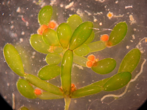 Lamprothamnium inflatum · iNaturalist Ecuador