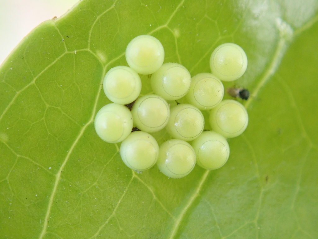Lychee Stink Bug from 台灣高雄市 on March 18, 2022 at 03:03 PM by Max Hsieh ...