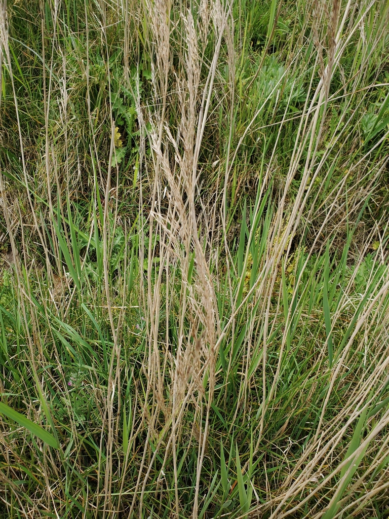common arrowgrass from St. Ouen, Jersey on April 24, 2022 at 12:38 PM ...