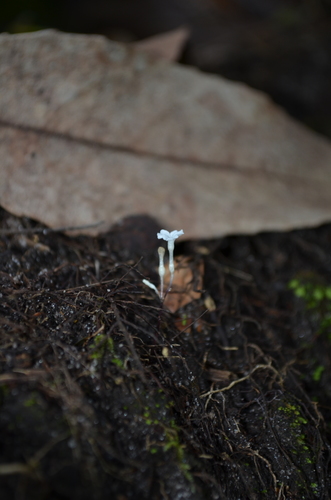 Gymnosiphon afro-orientalis · iNaturalist