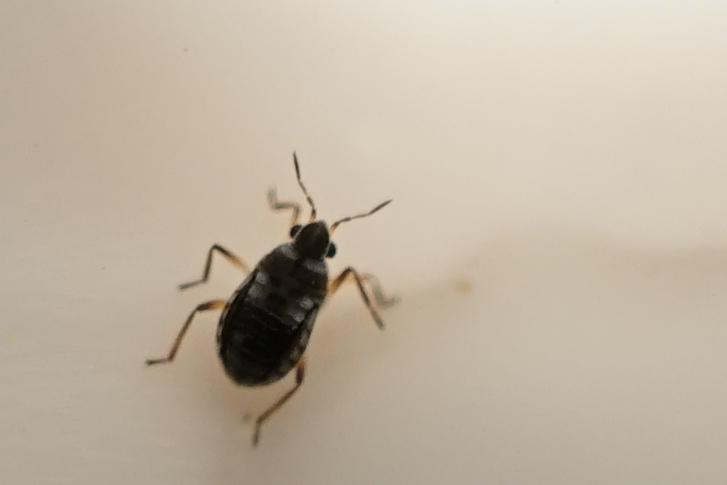 Microvelia from Fumiiri, Ueda, Nagano 386-0017, Japan on April 28, 2022 ...