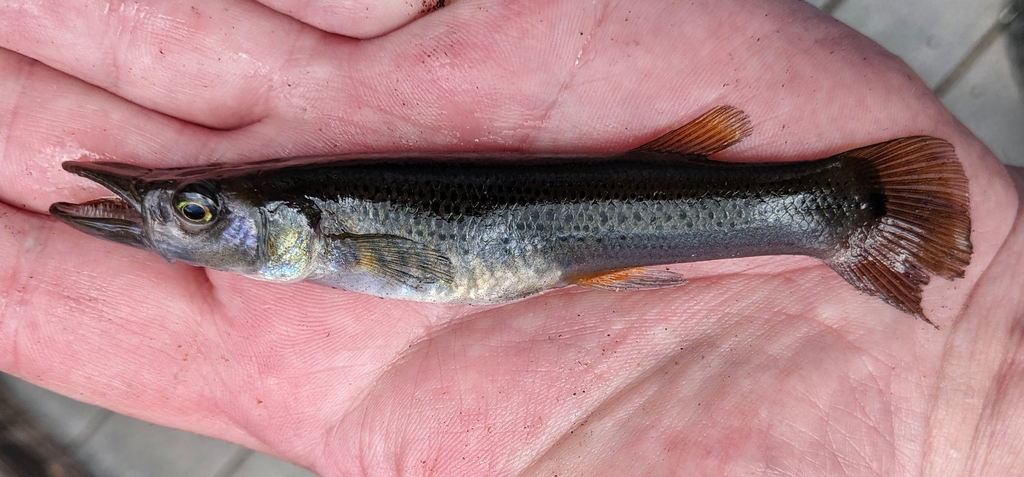 Pike Topminnow from Big Cypress, FL, USA on April 25, 2022 at 07:23 AM ...