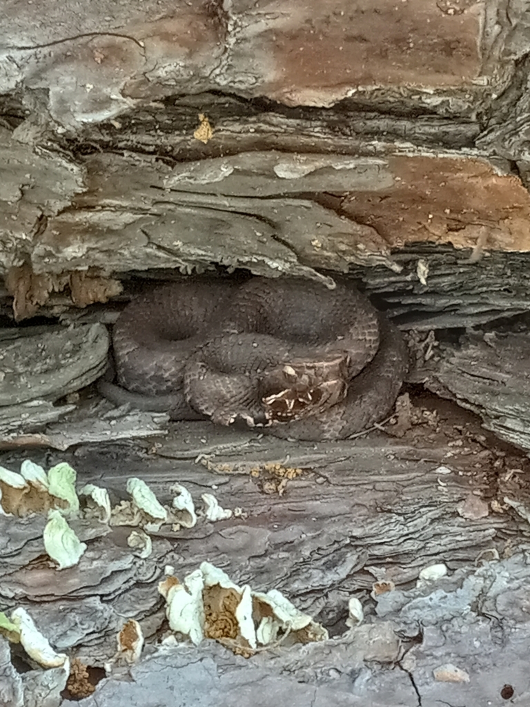 Northern Cottonmouth from Jefferson on April 27, 2022 at 04:43 PM by ...