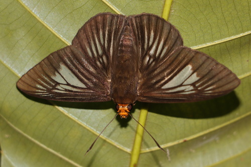 Capila translucida · iNaturalist United Kingdom