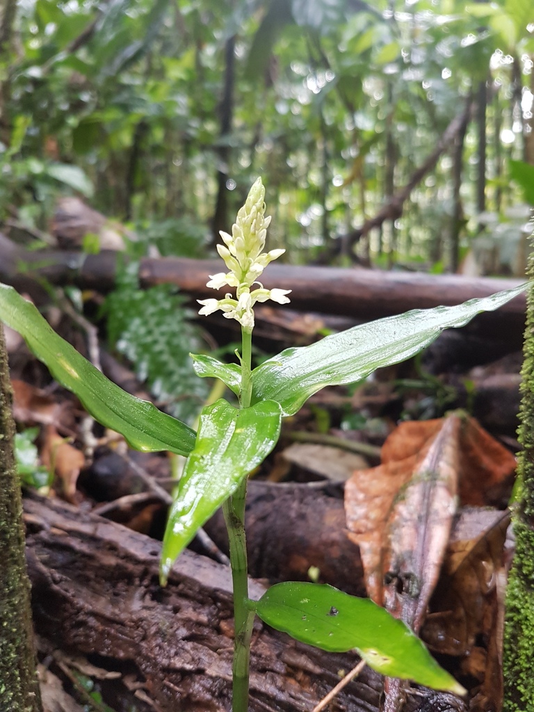 Jug Orchid from Saint-Claude, Guadeloupe, GP-BT, GP on November 10 ...