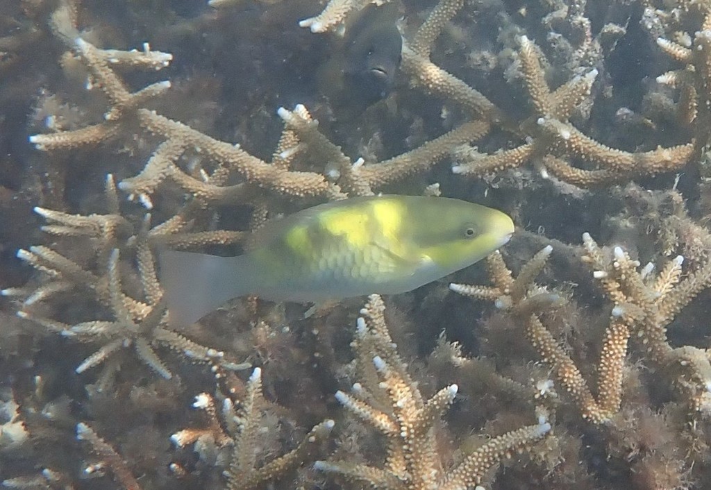 Yellow-barred Parrotfish from Cocos (Keeling) Islands on April 16, 2022 ...