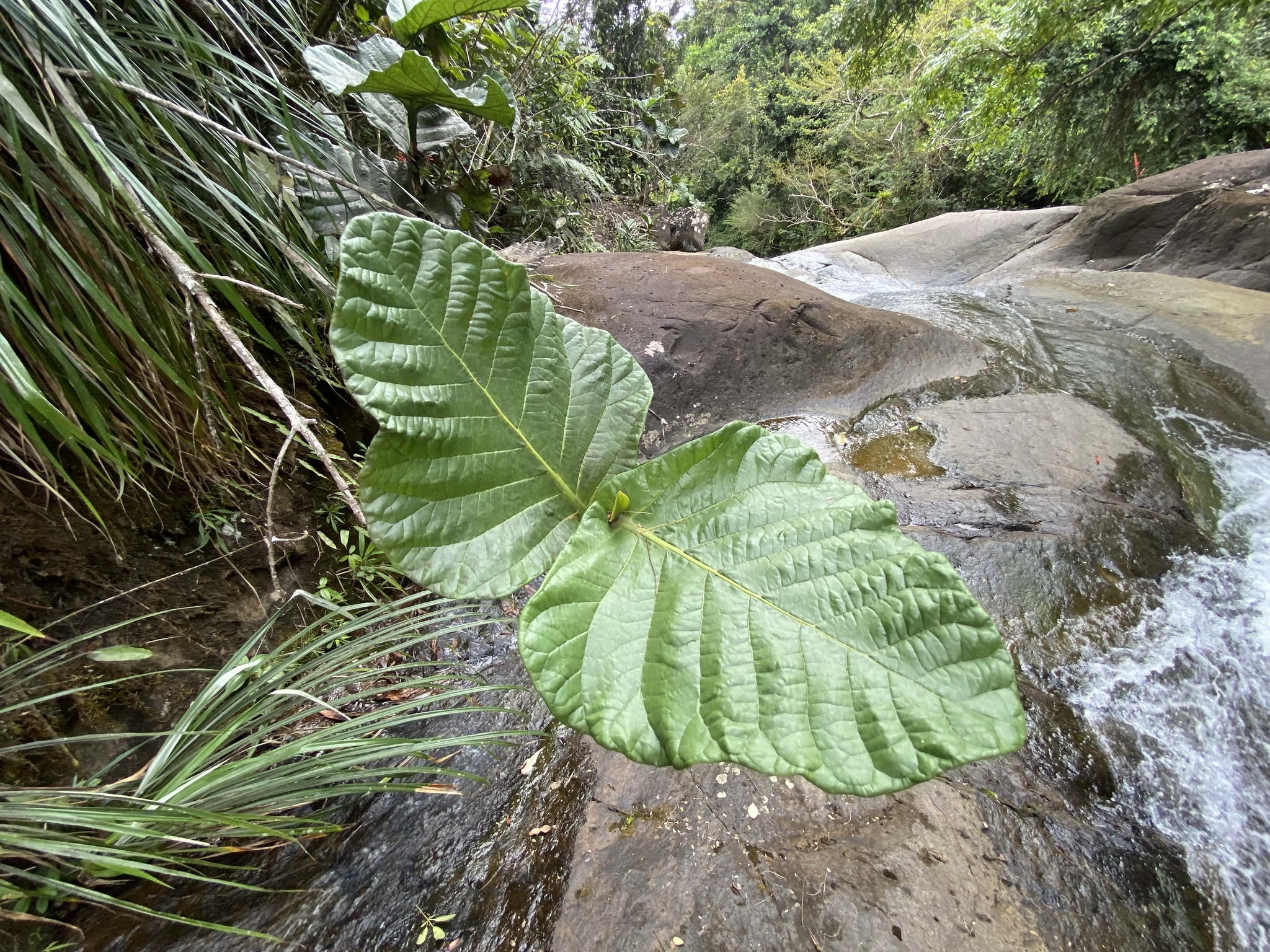 Coccoloba rugosa Desf.