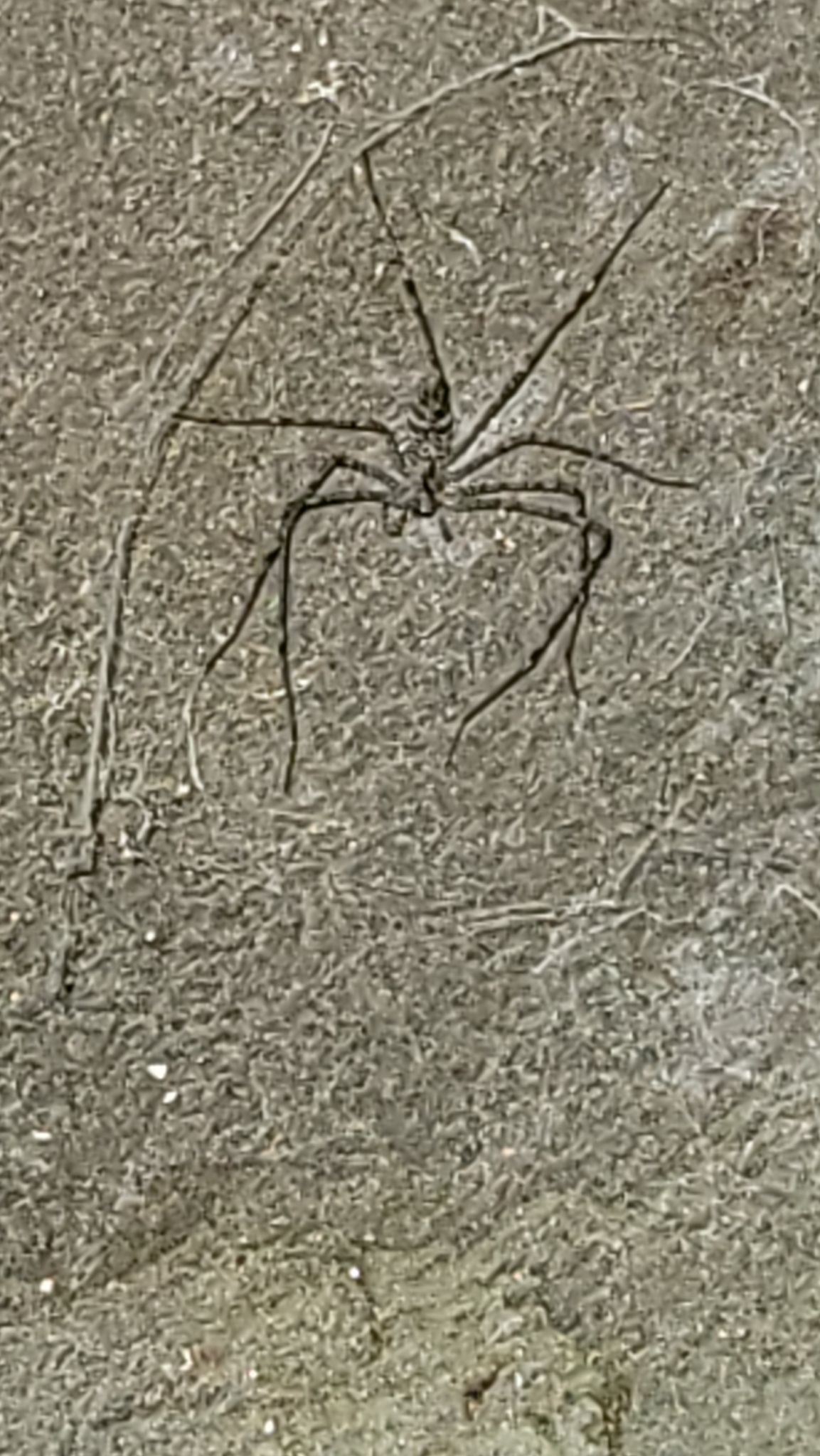 Hypochilidae