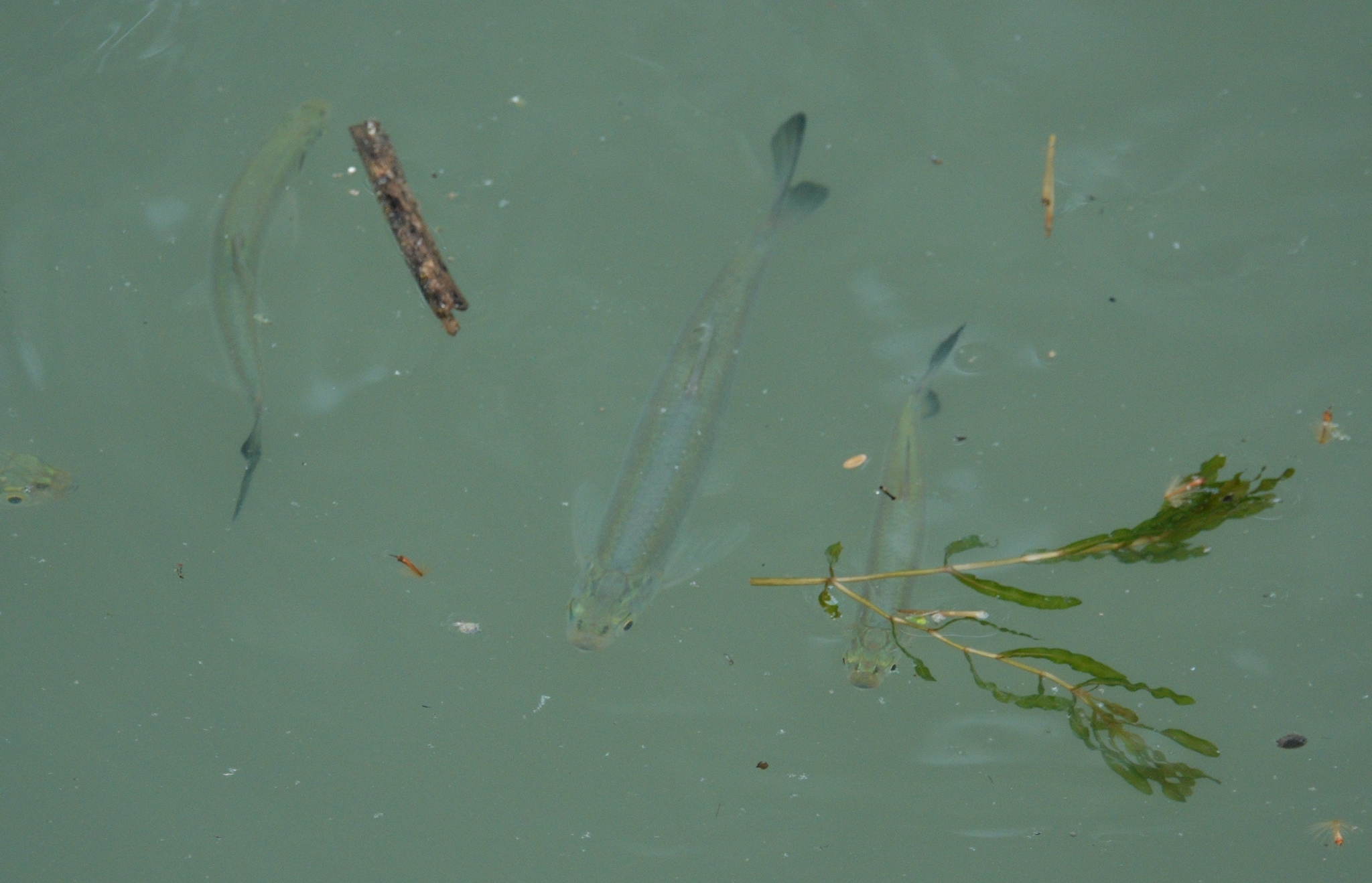 Hemiculter leucisculus (Basilewsky, 1855)