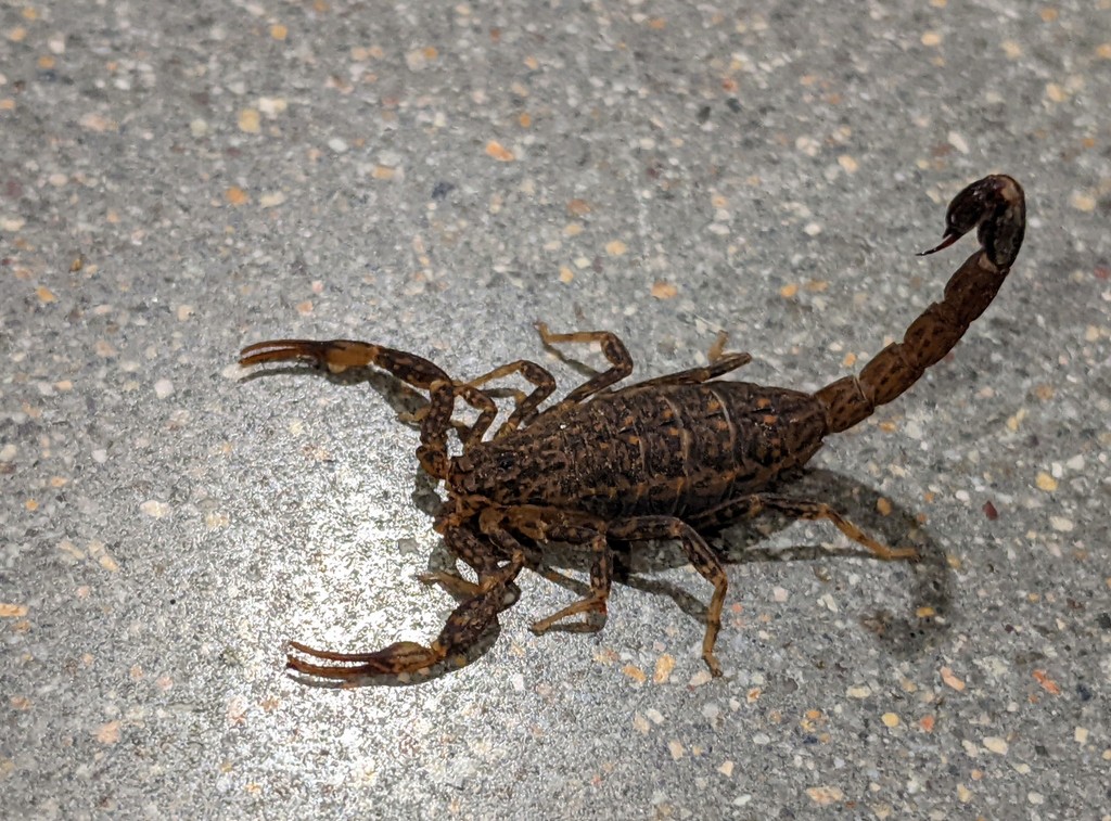 Forest Thicktail Scorpions from Elsmore NSW 2360, Australia on April 28 ...