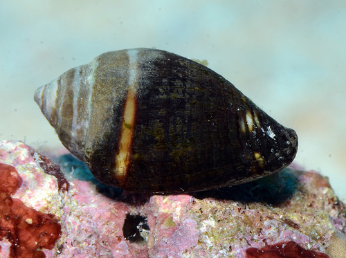 Strigatella decurtata · iNaturalist