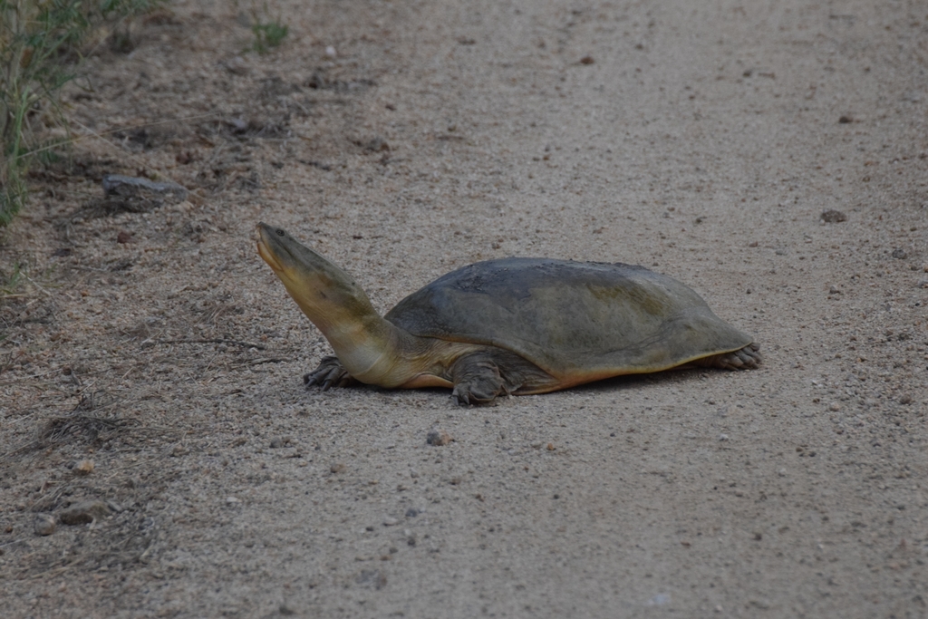 Zambezi Flapshell Turtle in April 2022 by annarouviere · iNaturalist
