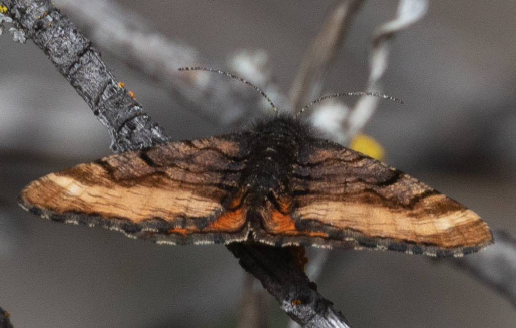 Red-winged Wave Moth in April 2022 by Pinnacles National Park. Photo ...