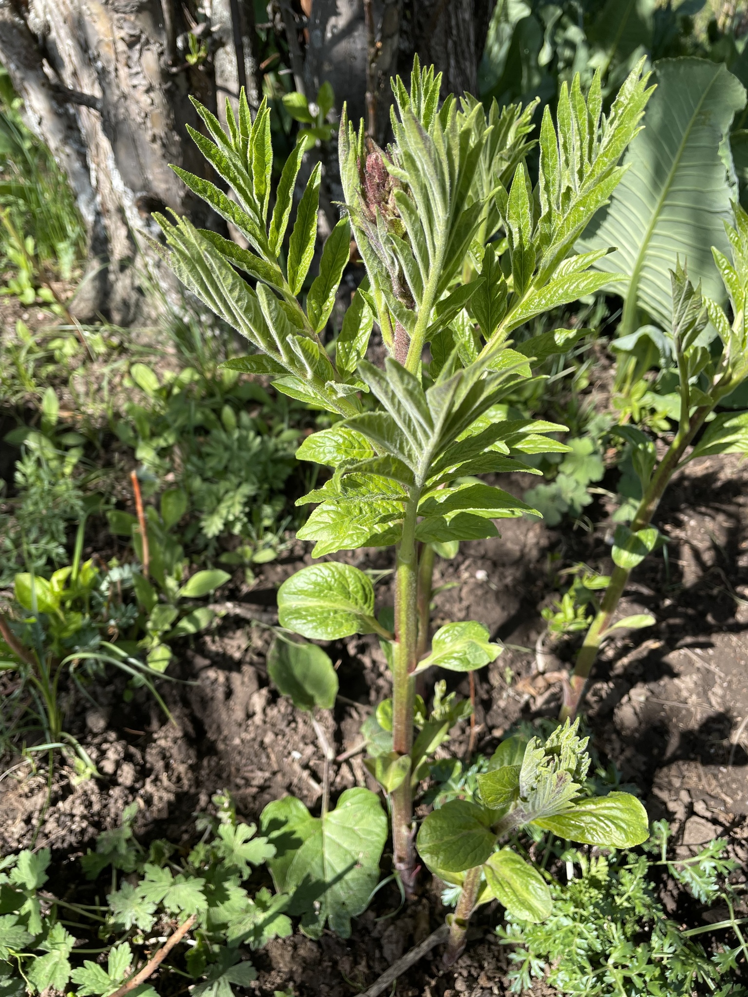 Dictamnus angustifolius G.Don ex Sweet