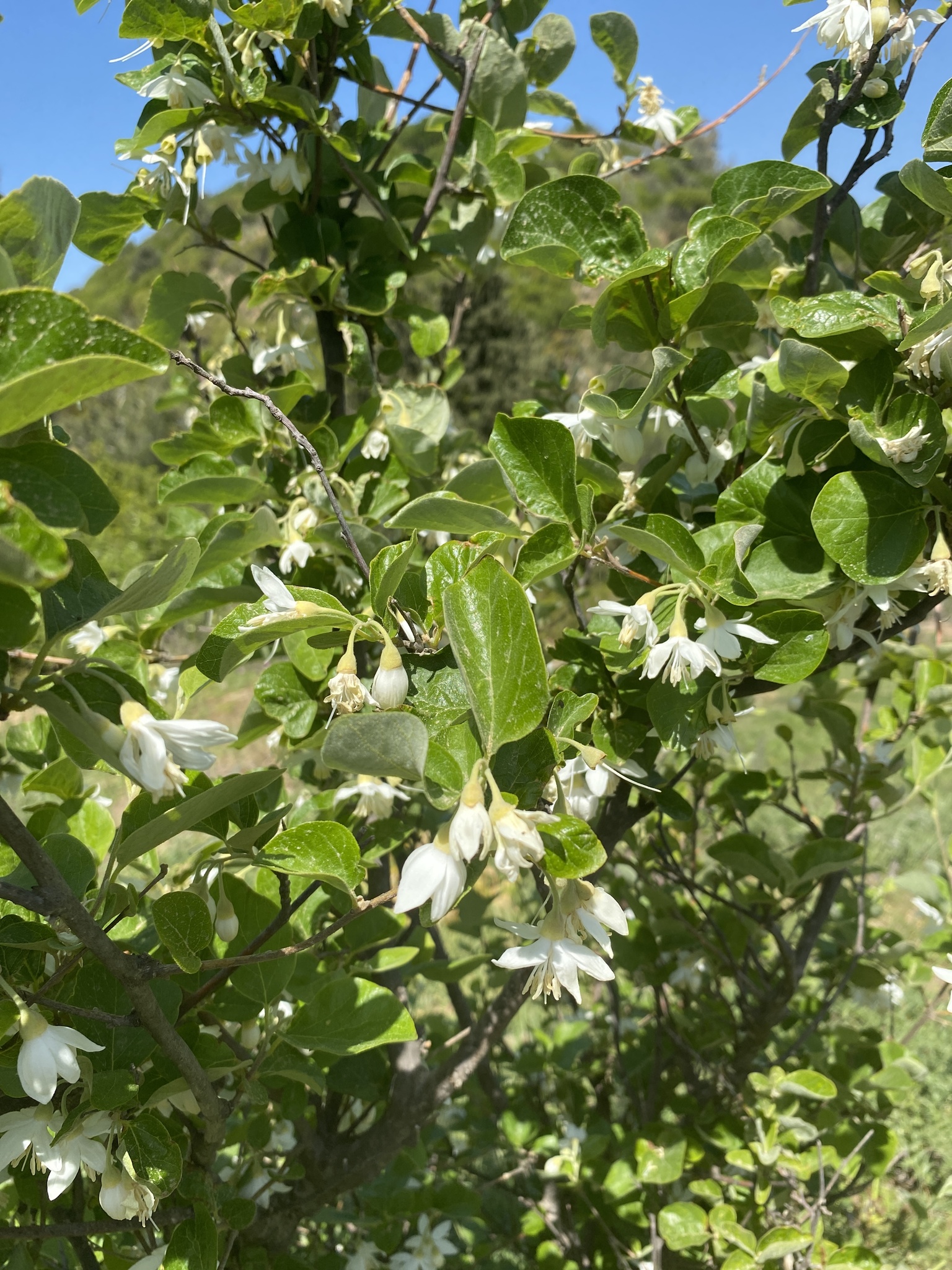 Styrax officinalis L.