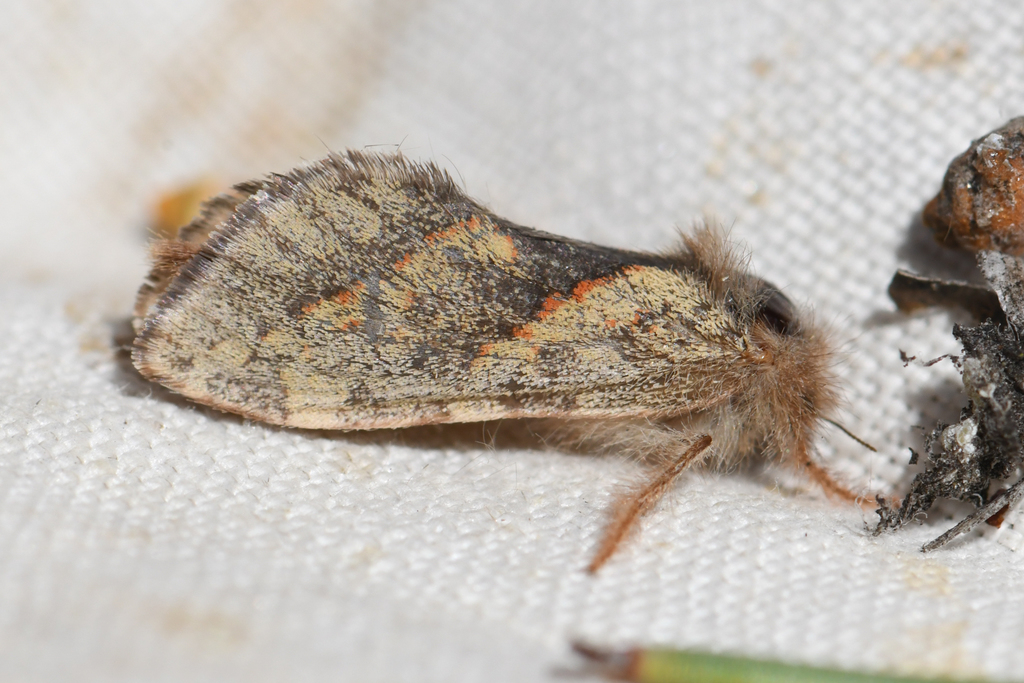Phymatopus hectoides from San Diego County, Cleveland National Forest ...