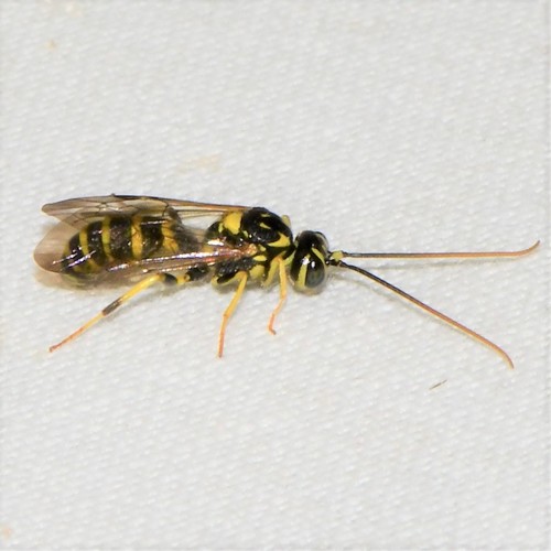 Genus Exenterus · iNaturalist