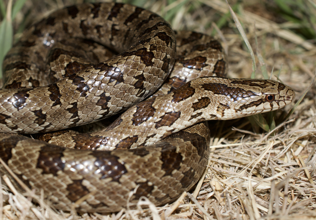 Prairie Kingsnake from Woods County, OK, USA on April 23, 2022 at 02:04 ...