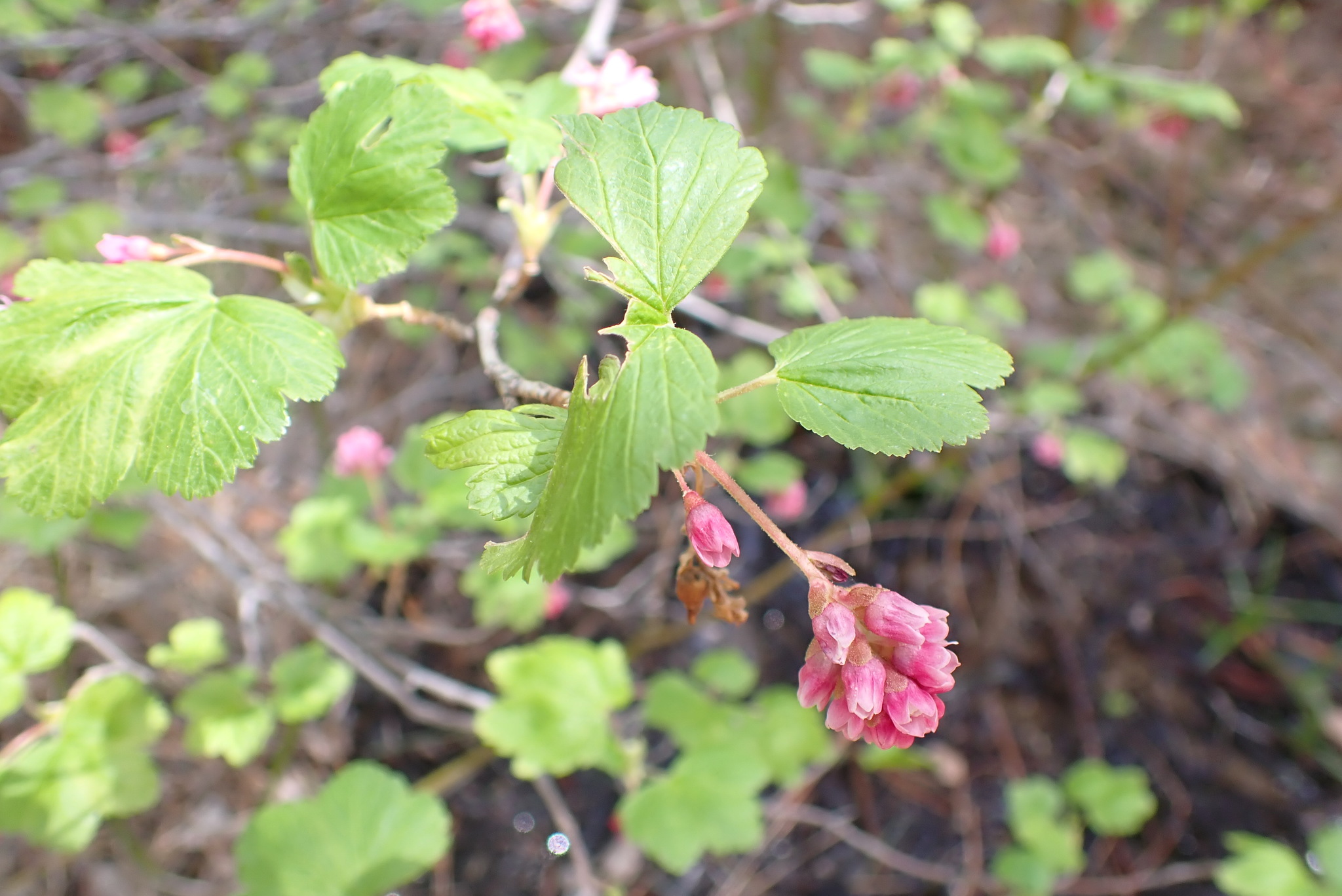 Ribes nevadense Kellogg