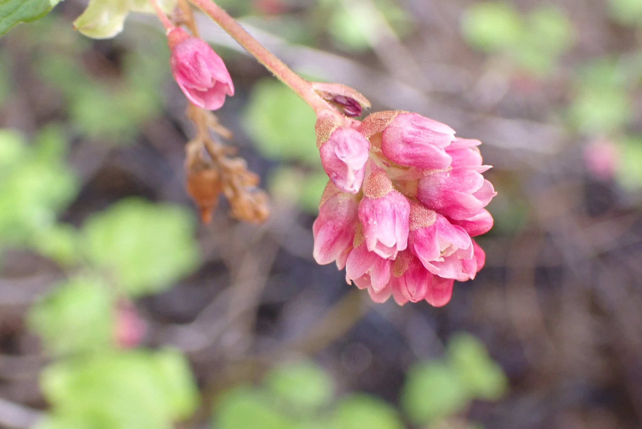Ribes nevadense Kellogg