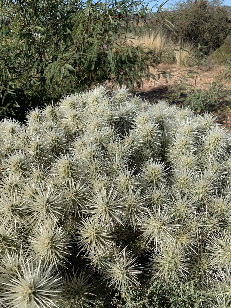 Hudson Pear from De Hoop, Oudtshoorn, WC, ZA on April 28, 2022 at 10:11 ...