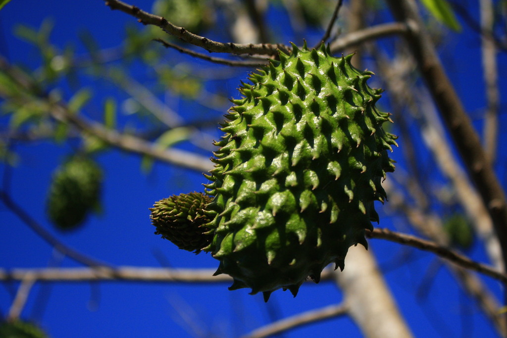 Soursop from Francisco May, Felipe Carrillo Puerto, Q.R., México on ...