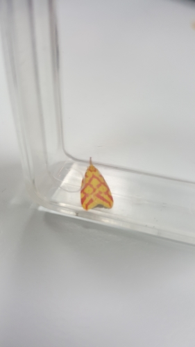 Género Hypercallia · iNaturalist Mexico