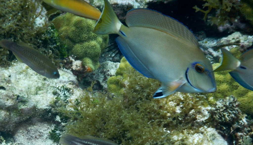 Caribbean Ocean Surgeonfish (Acanthurus tractus) - Marine Life ...