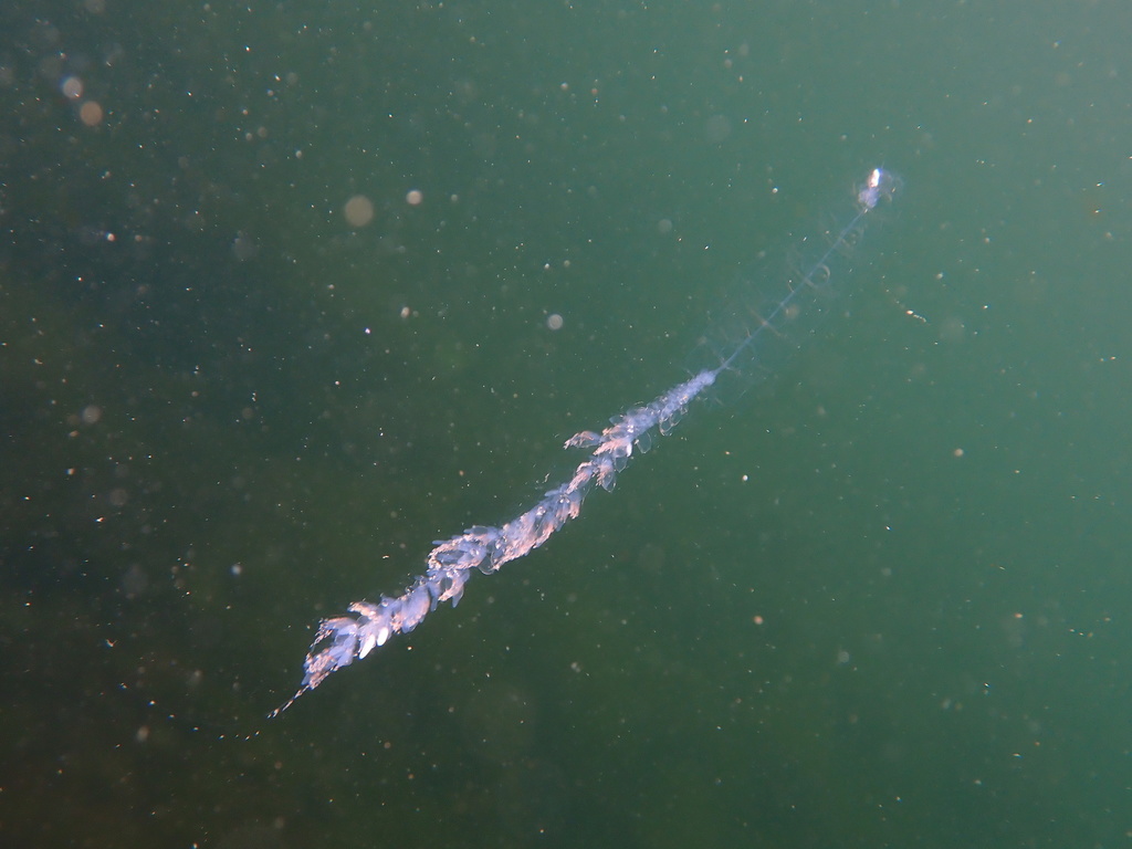 Nanomia cara (Jellyfish, Hydrozoans, and Comb Jellies of the United ...