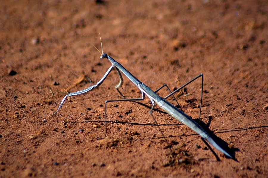 Ischnomantis fatiloqua from Rietvallei 377-Jr, Pretoria, 0181, South ...