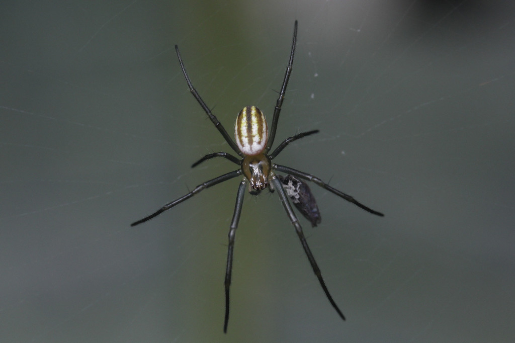Giant Golden Orbweaver in April 2022 by Franz Anthony · iNaturalist