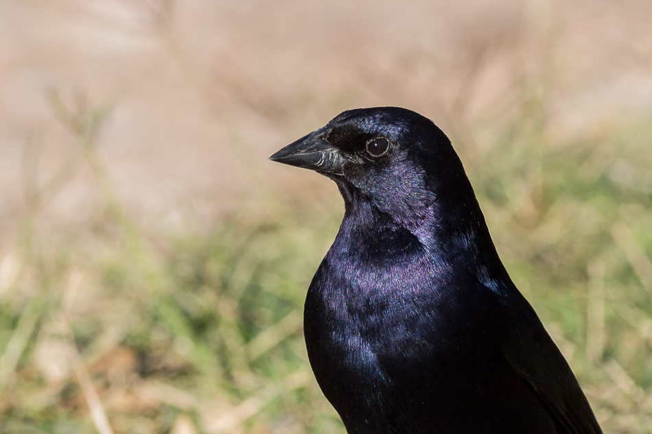 Tordo renegrido (Naturaleza en el Refugio del Agua-Mallín de Barrio ...