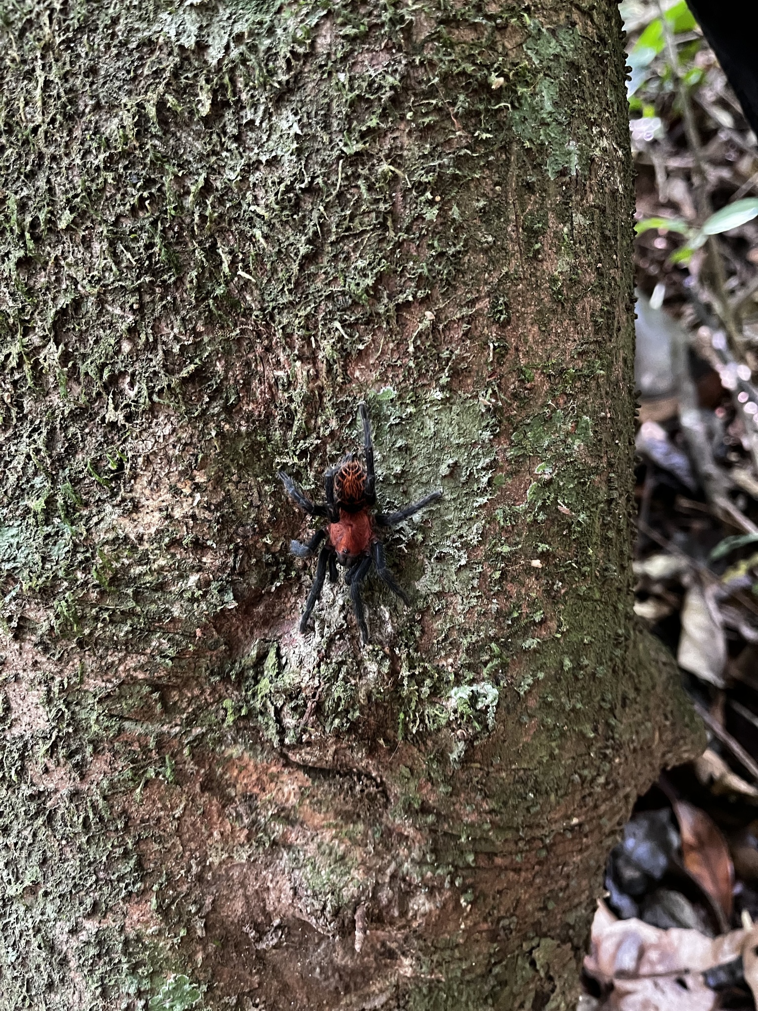 Davus ruficeps (Simon, 1891)