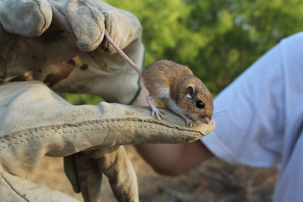 Perognathus merriami merriami from Doctor Coss, MX-NL, MX on April 23 ...