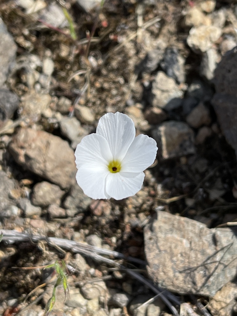 evening snow from Robert Louis Stevenson, Robert Louis Stevenson State ...