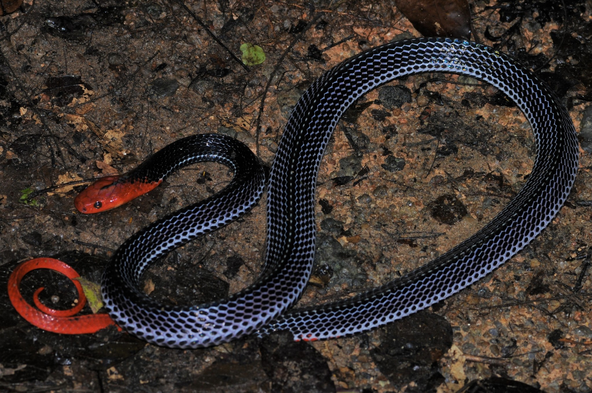 10 Snakes That Warn Predators With Bright Colours – Snake Radar