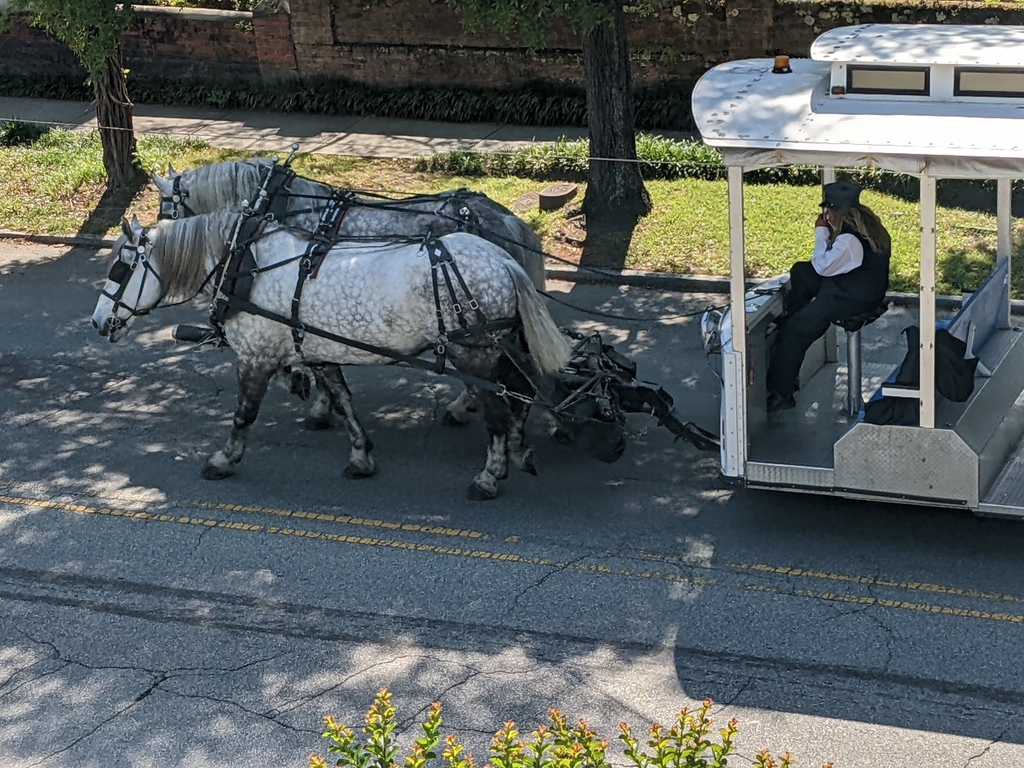Domestic Horse from Historic District, Wilmington, NC 28401, USA on ...