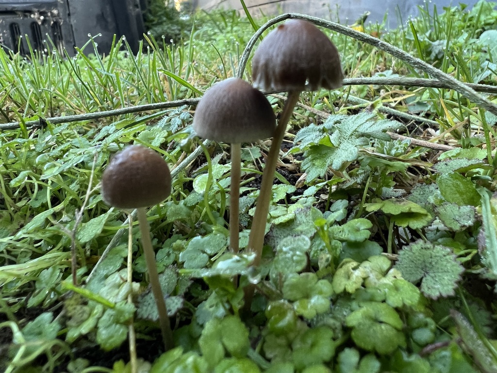 rootlet brittlestem from Ross Street, Roslyn, Otago, NZ on April 29 ...